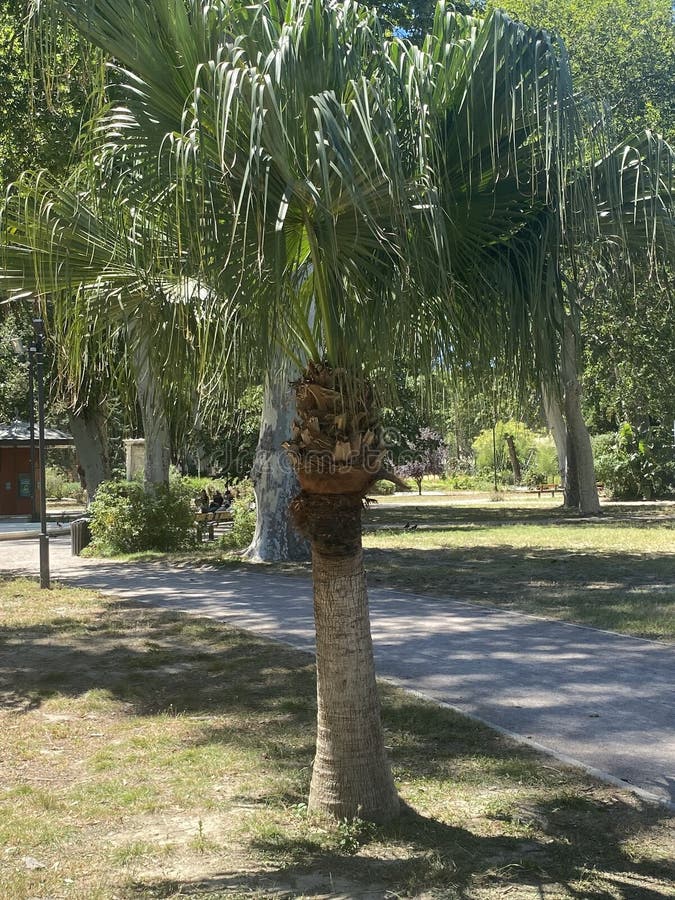 Palm Tree with Broad Leaves Stock Photo - Image of beautiful ...