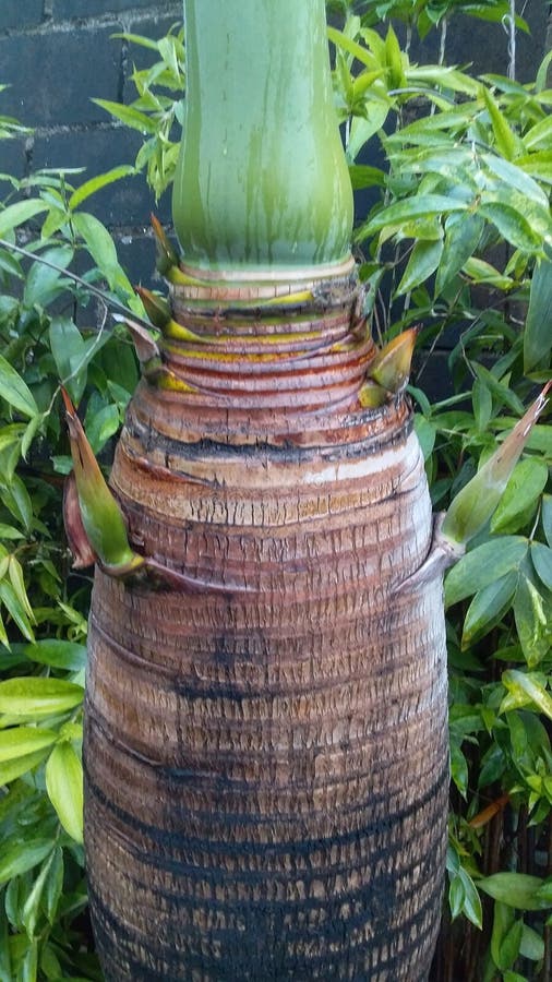 Palm tree and buds stock photo. Image of yard, trees - 130859622