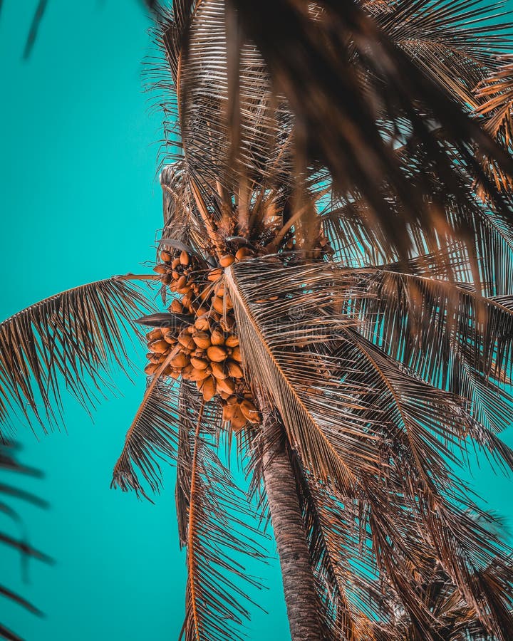 Palm Tree with Bunch of Coconuts Stock Image - Image of blue, bunch ...