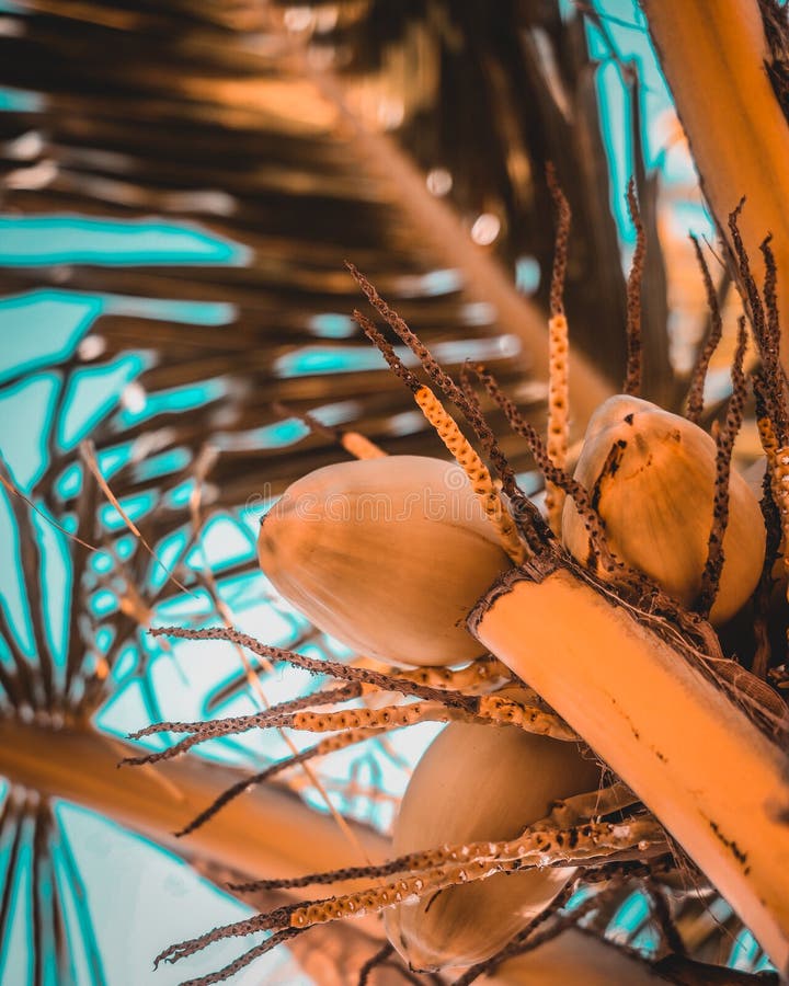 Palm Tree with Bunch of Coconuts Stock Image - Image of palmtree, bunch ...