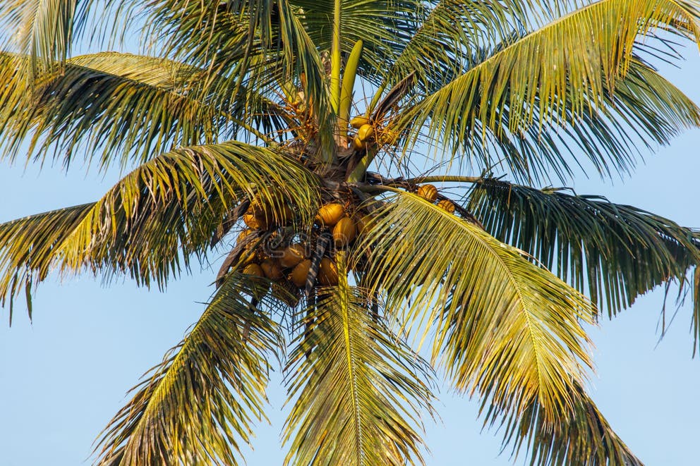 A Palm Tree with a Bunch of Coconuts on it Stock Photo - Image of palm ...