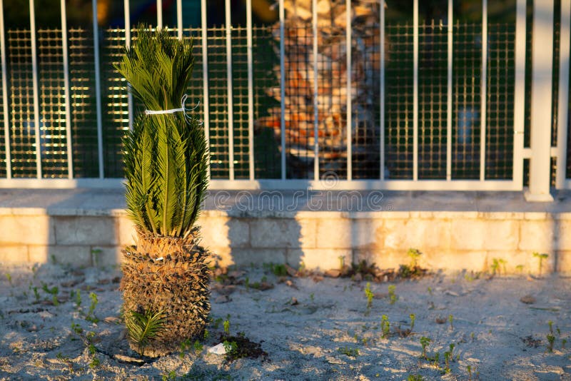 Palm Tree Bunch Leaves Tie Winter Preparation Stock Image - Image of ...