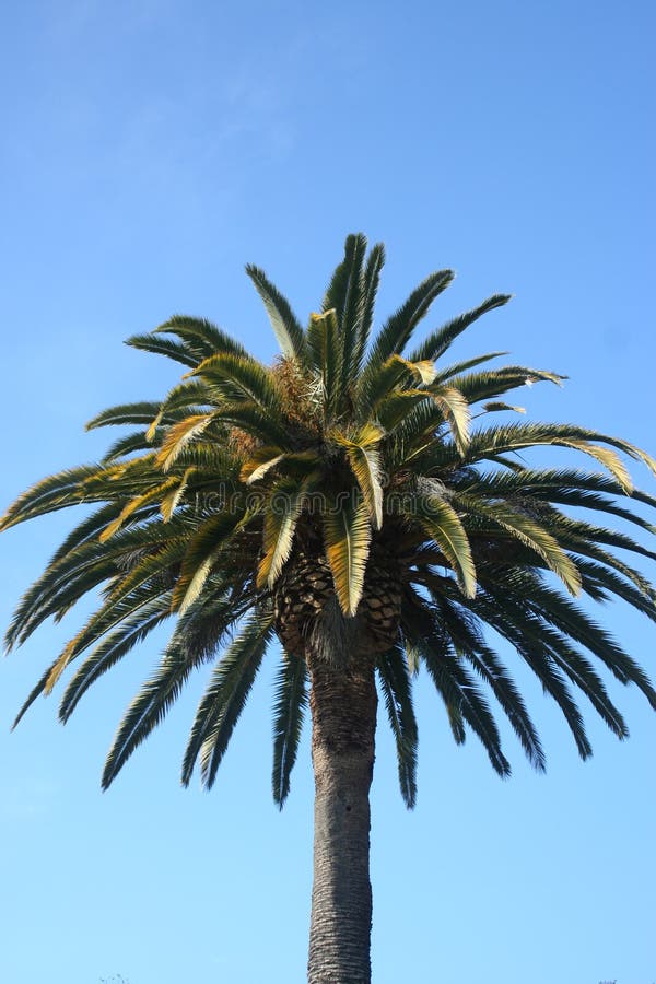 262 Palo Alto Tree Stock Photos - Free & Royalty-Free Stock Photos from ...