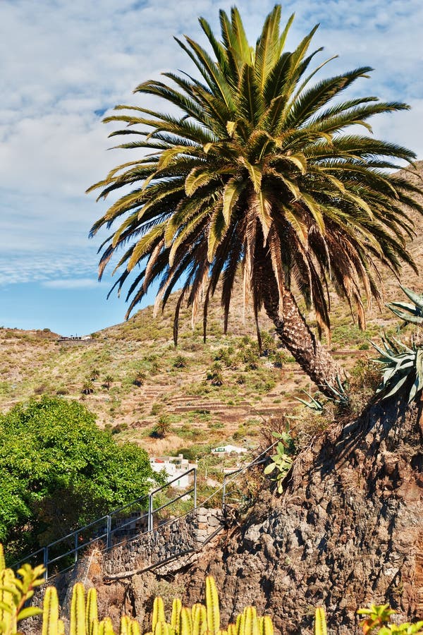 Palm tree and Cacti. stock photo. Image of symbolic, palm - 22327326