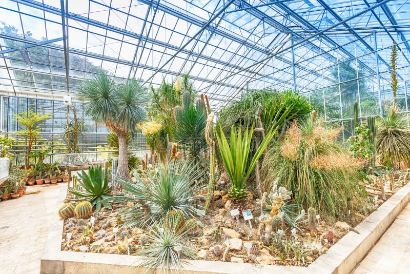 Palm tree and cactus stock image. Image of fresh, garden - 76606173