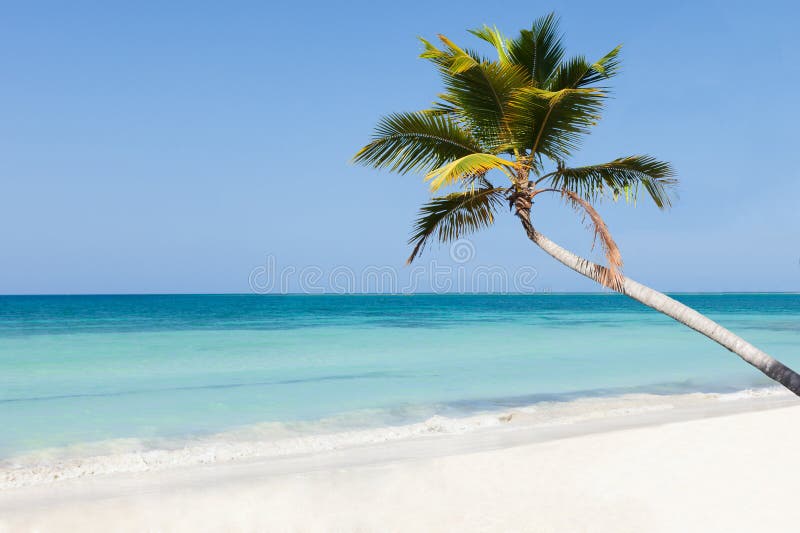 Palm tree on calm beach stock image. Image of copyspace - 50542729