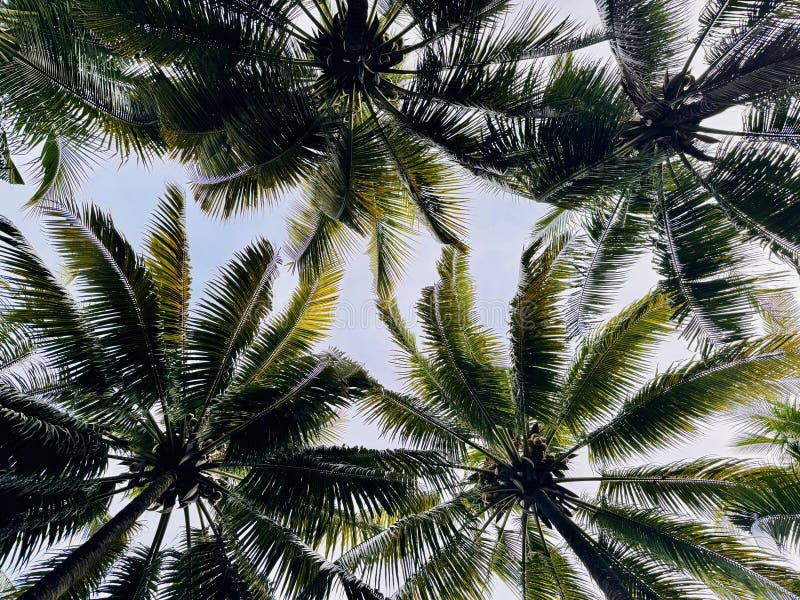 Palm Tree Canopy Against Clear Sky Tree Canopy Background Stock Photo - Image of palm ...