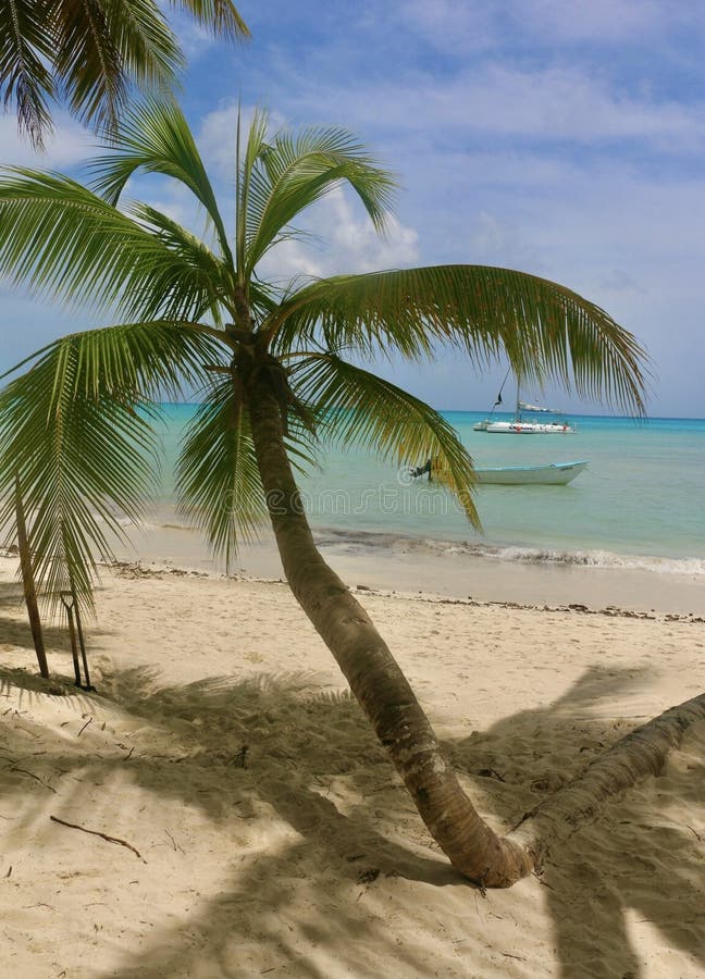 Panoramic View of Palm Tree, Sea and Life. Stock Photo - Image of ...
