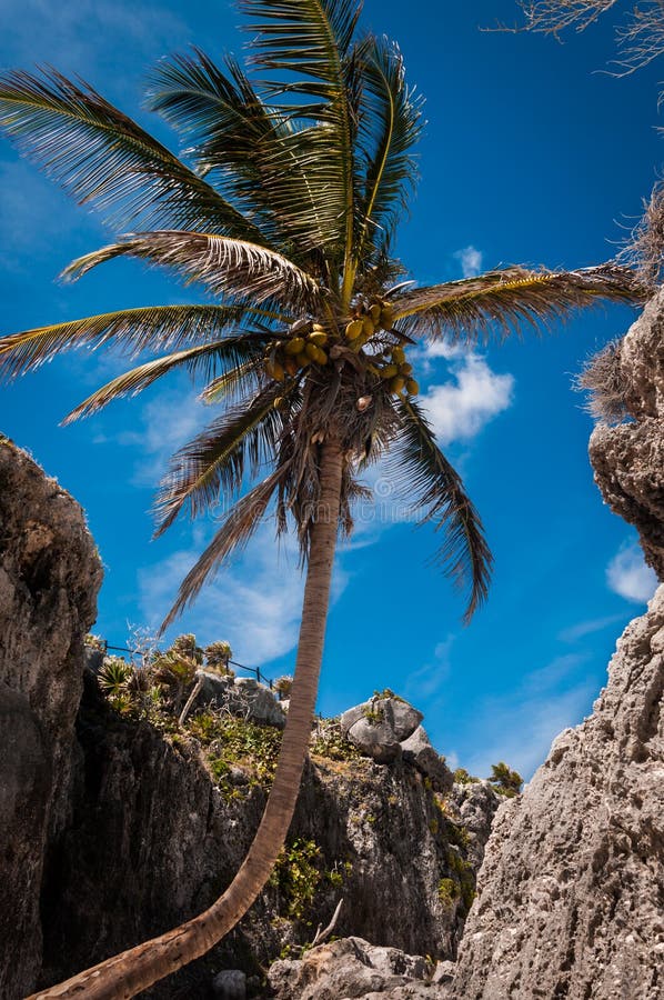Palm Tree on a Caribbean Beach in Tulum Mexico Stock Image - Image of ...