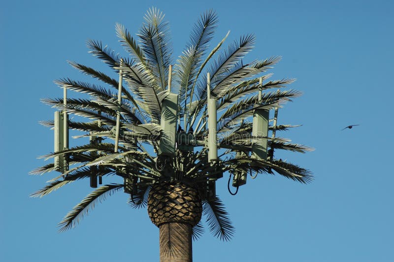 Palm Tree Cell Tower and Bird Stock Image - Image of telecommunications ...