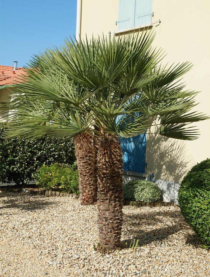 Palm Tree Chamaerops Excelsa Stock Image - Image of hedge, green: 252980535