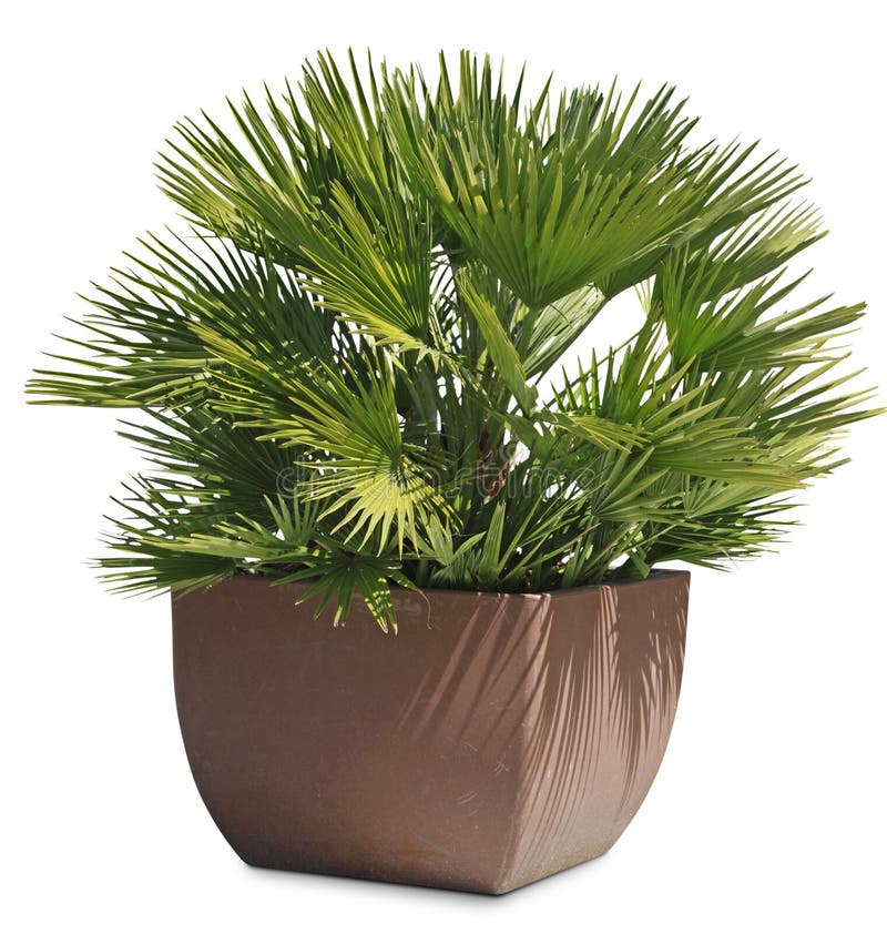 338 Vulcano Palm Stock Photos - Free & Royalty-Free Stock Photos from ...