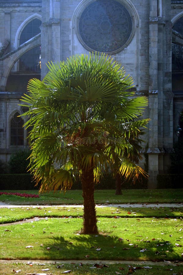 Palm tree on church yard stock photo. Image of daytime - 457804