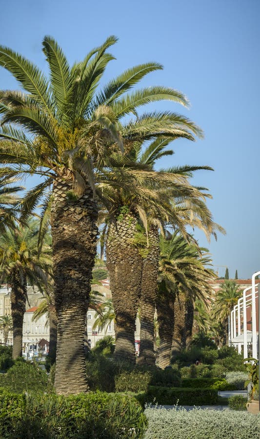 Palm tree stock photo. Image of summer, europe, scenery - 106133810