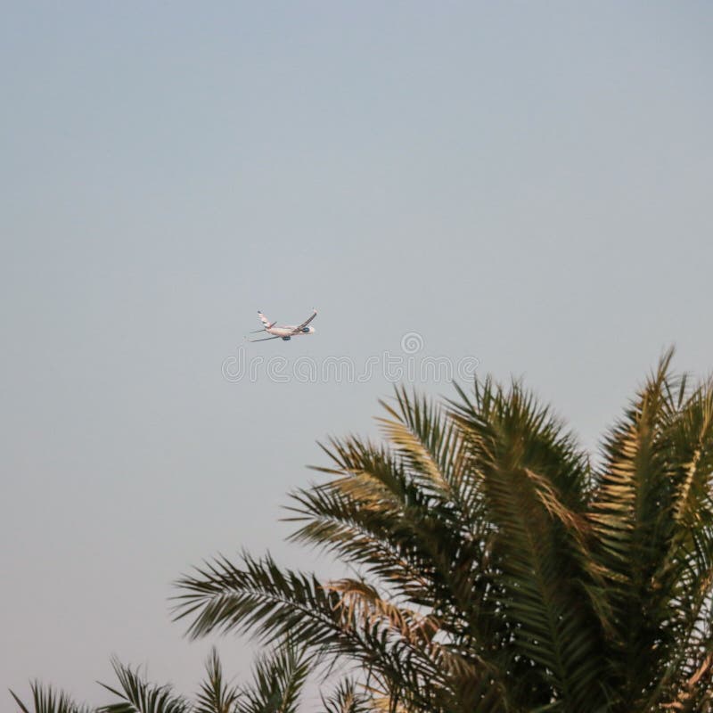 Palm Tree and Airplane in Clear Sky Stock Image - Image of flying ...