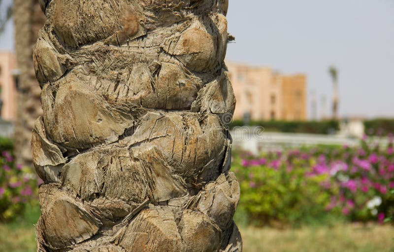 Palm tree close-up stock photo. Image of beautiful, natural - 27069030
