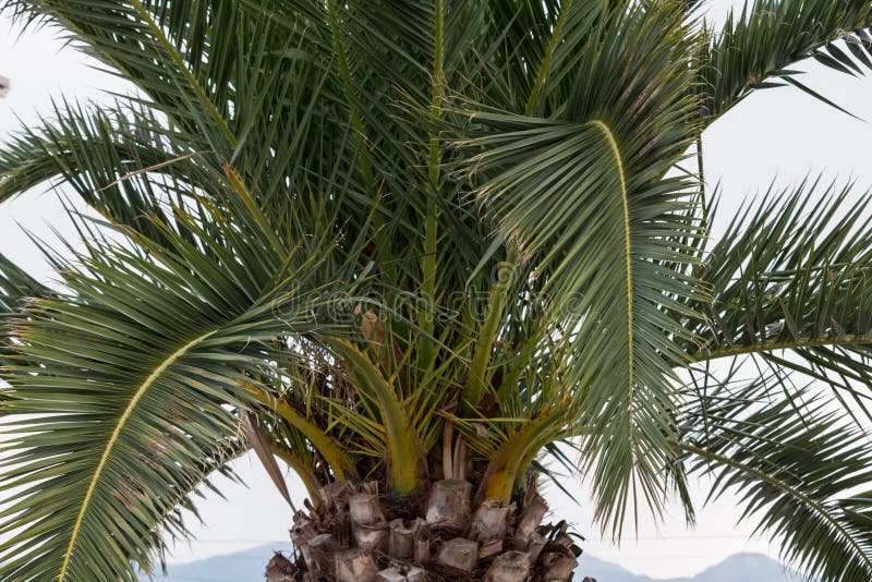 Palm tree close-up stock photo. Image of green, plant - 73797268