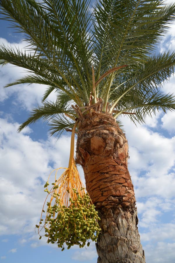 Date palm with ripe fruit stock image. Image of dates - 161430085