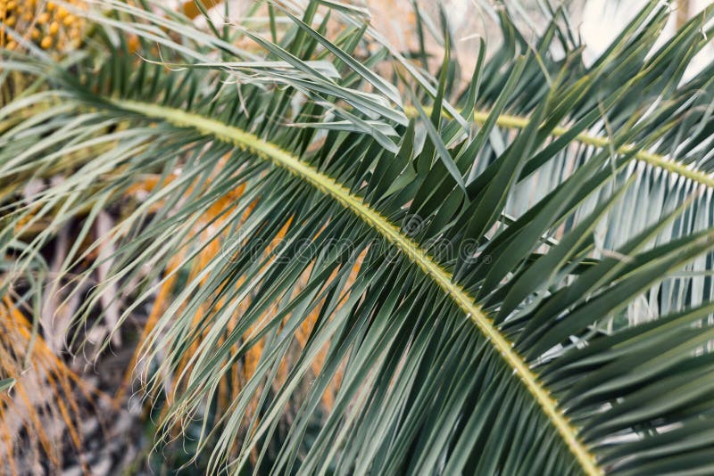 Palm tree, close up stock image. Image of foliage, forest - 101963059