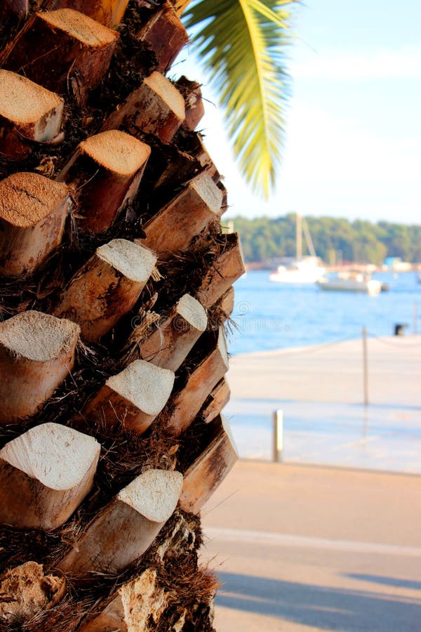 Palm tree stock image. Image of nature, close, palm, travel - 57243569