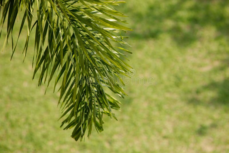 A shoot in palm stock image. Image of blue, earth, hand - 9845057