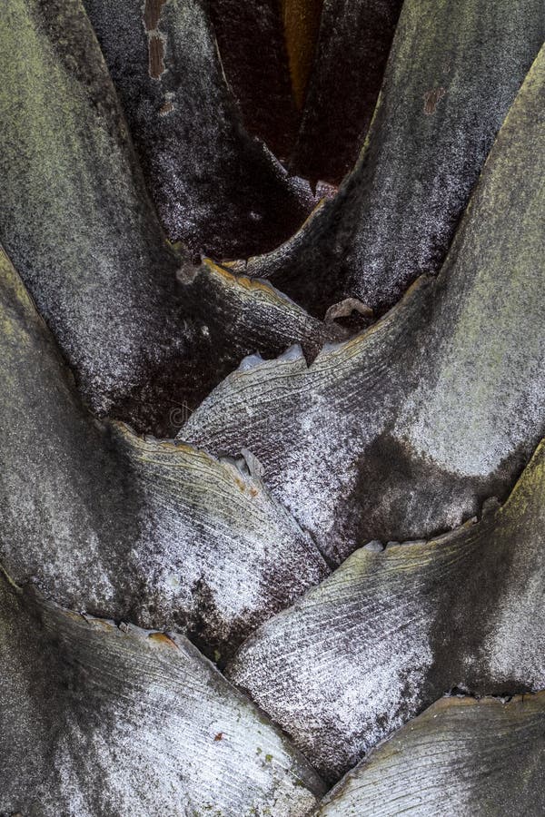 Palm Tree Close-up. Trunk Texture Stock Photo - Image of braided ...