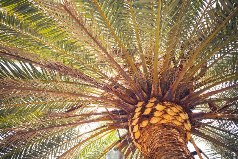 Palm tree, close-up view stock image. Image of palm, natural - 30969897