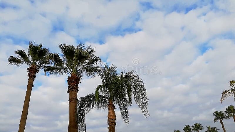 Palm Tree and Cloud Sky in Cairo of Egypt. Stock Photo - Image of ...