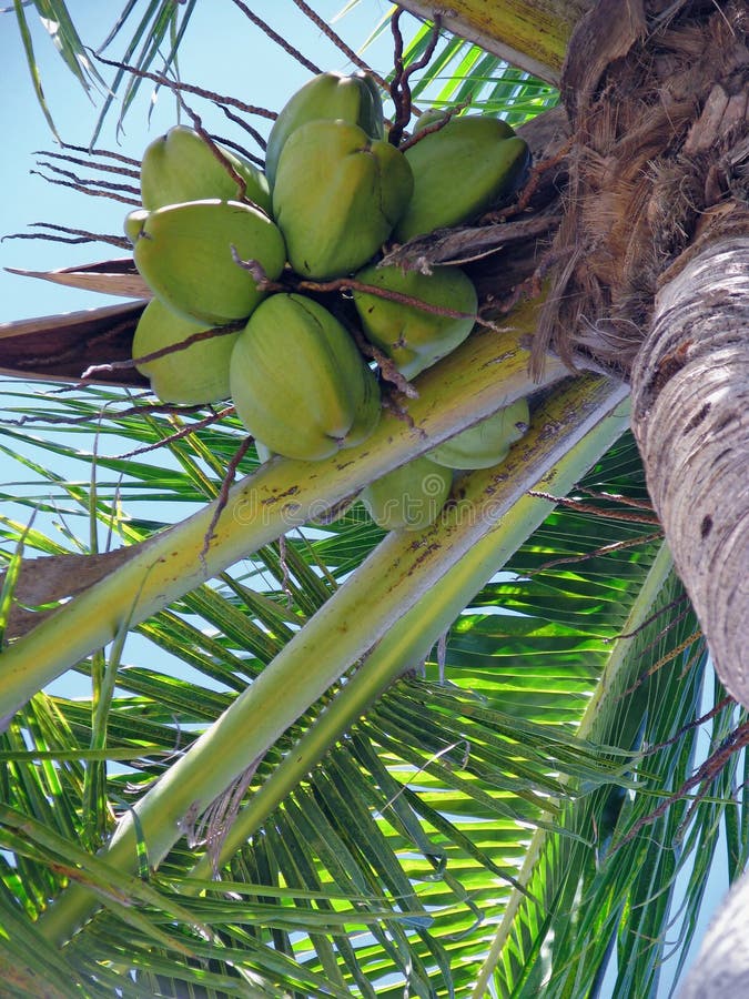 Coconut palm stock image. Image of nature, coast, escape - 8758073