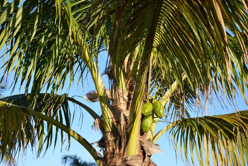 Palm Tree and Coconuts stock image. Image of florida - 40175407