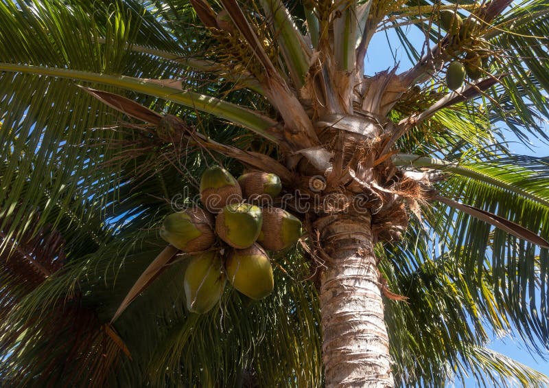Palm Tree (cocos Nucifera) in Caribbean with Fruit Stock Photo - Image ...