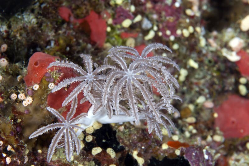 Palm Tree Coral in the Red Sea. Stock Photo - Image of salt, color ...