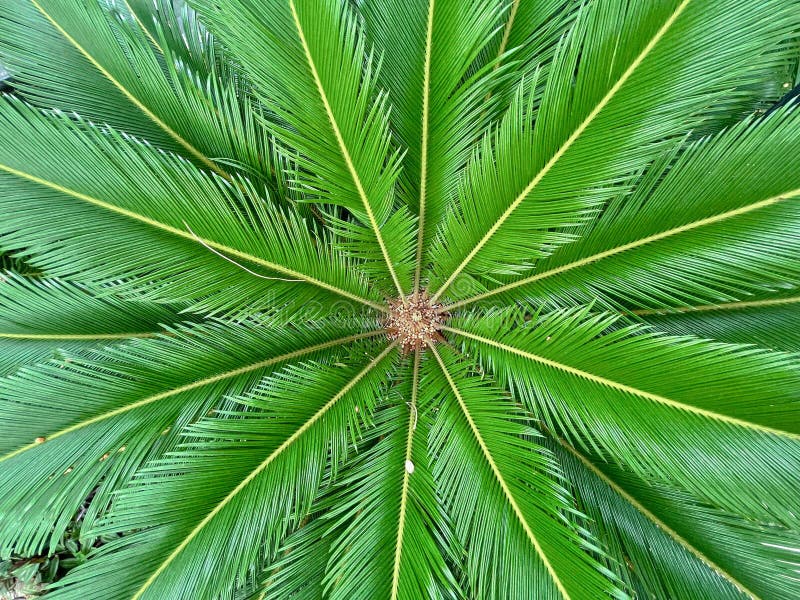 Palm Tree Core Top View. Palm Leaf Texture. Vivid Green Palm Background ...
