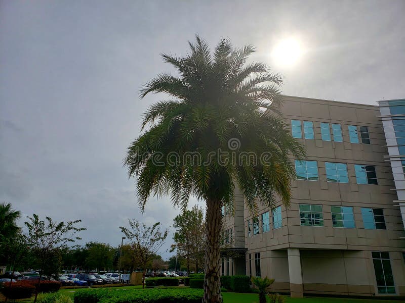 Palm Tree in Corporate Environment Stock Photo - Image of tree, palm ...