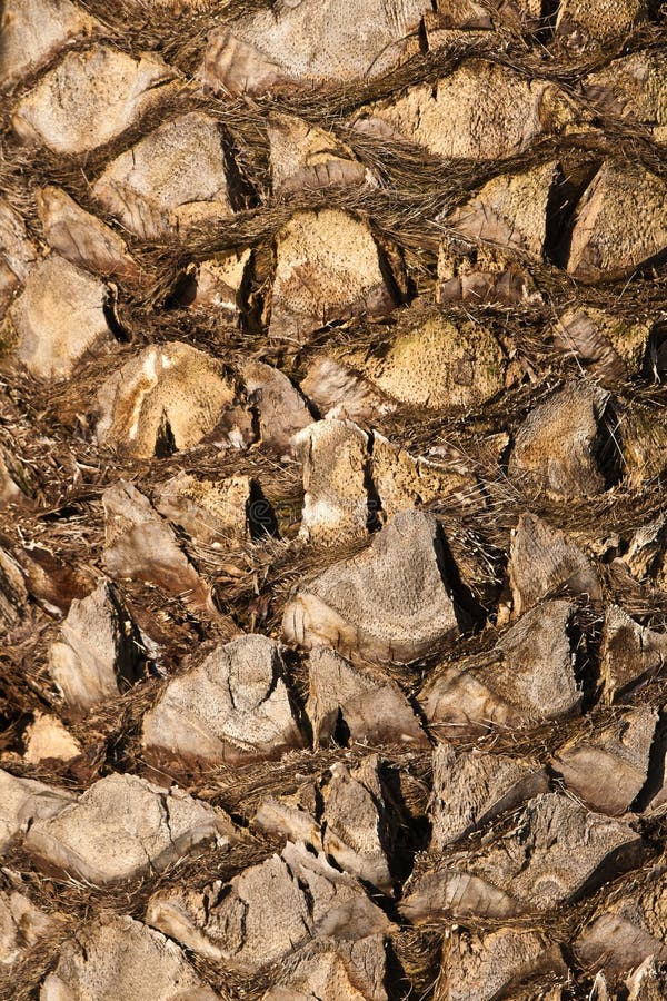 Palm tree cortex stock photo. Image of summer, pattern - 18175102