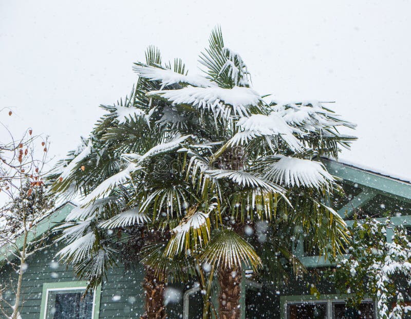 Palm Tree Covered in Ice and Snow. Stock Photo - Image of tropical ...
