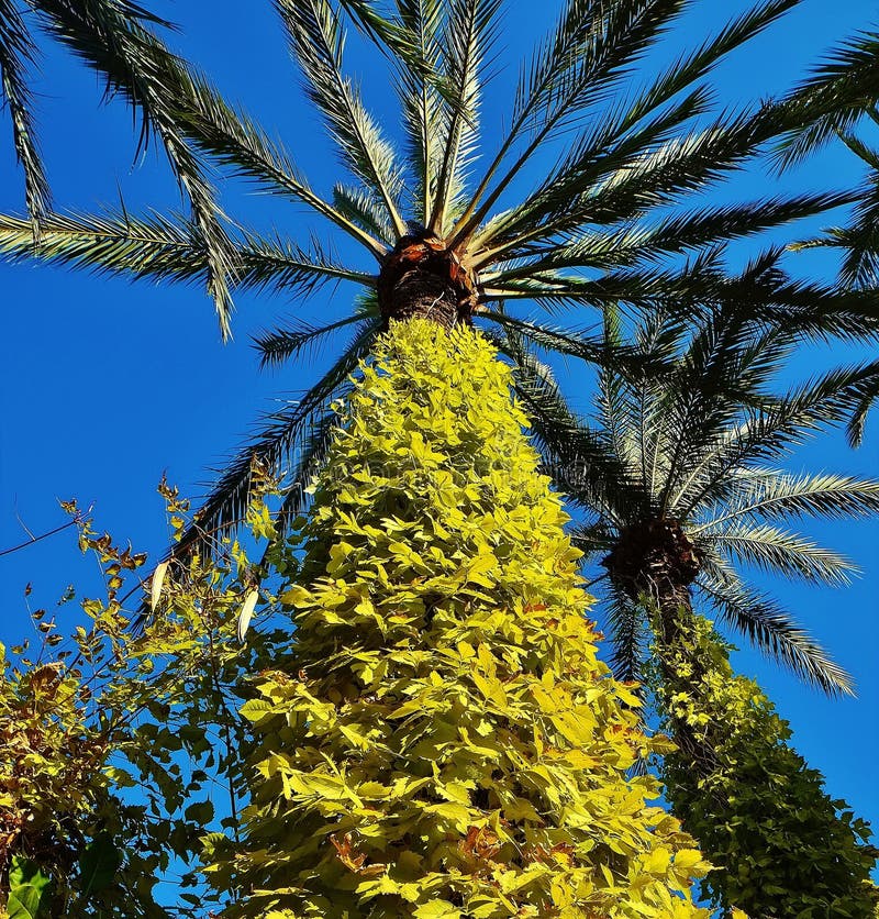 A Palm Tree Covered in Vegetation in a Palm Orchard in Elche, Alicante ...