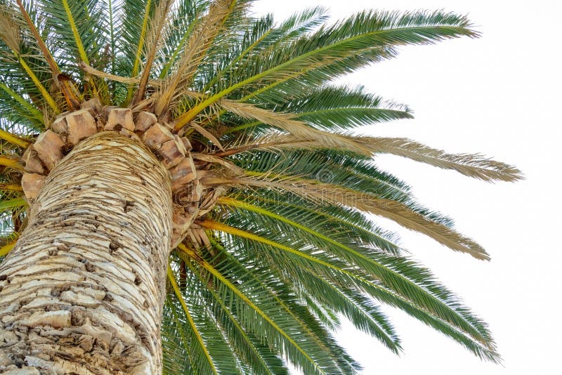 Palm Tree Crown on Bright Sky Background. Summer Vacation Concept ...