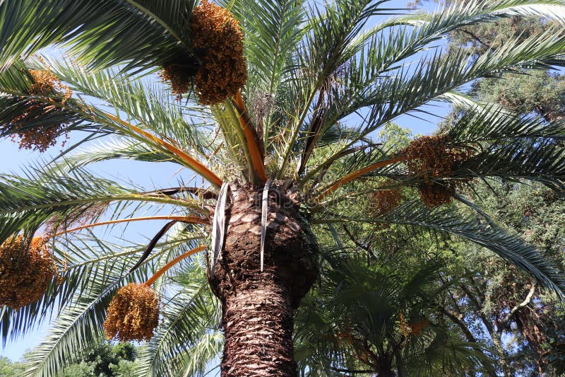 Palm Tree. Tree Crown. Fruits on the Tree Stock Photo - Image of spruce ...