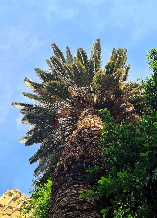 Palm tree with the crown stock photo. Image of spruce - 369226904