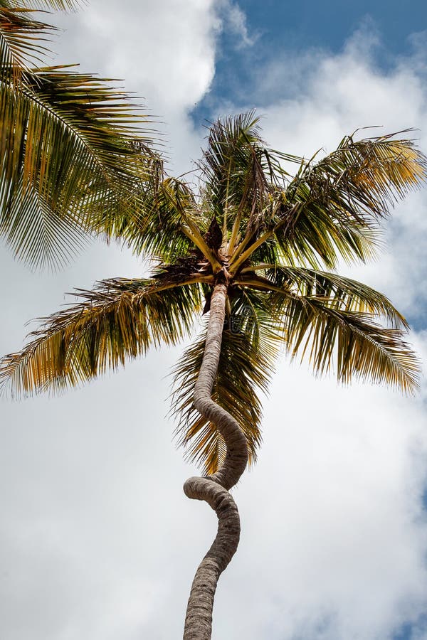 A Palm Tree with a Curved Trunk in the Form of a Spiral on a Clear ...