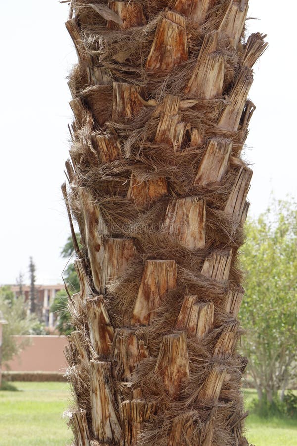 Palm Tree with Cut Dry Branches. Stock Photo - Image of rough, closeup ...