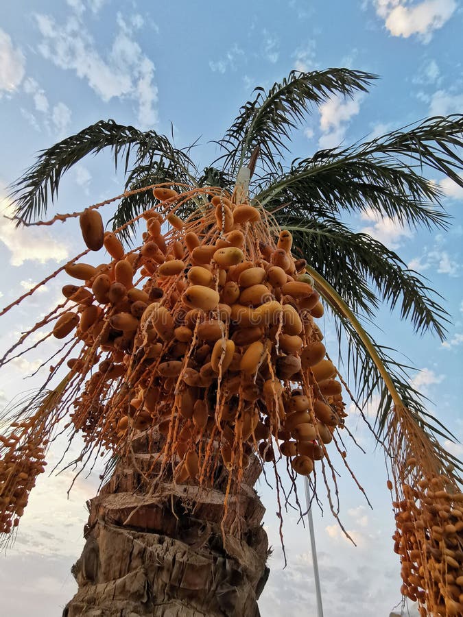 Palm tree date fruit stock photo. Image of healthy, date - 317150400