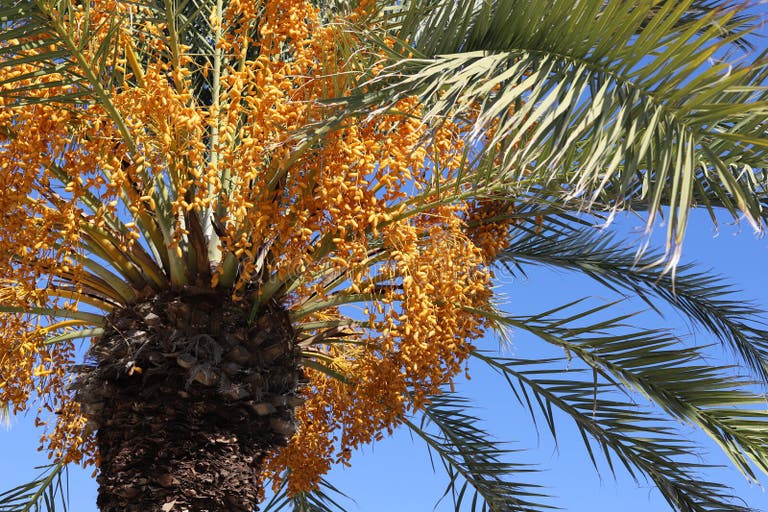 Palm Tree with Dates Against the Blue Sky. Phoenix Dactylifera. Stock ...
