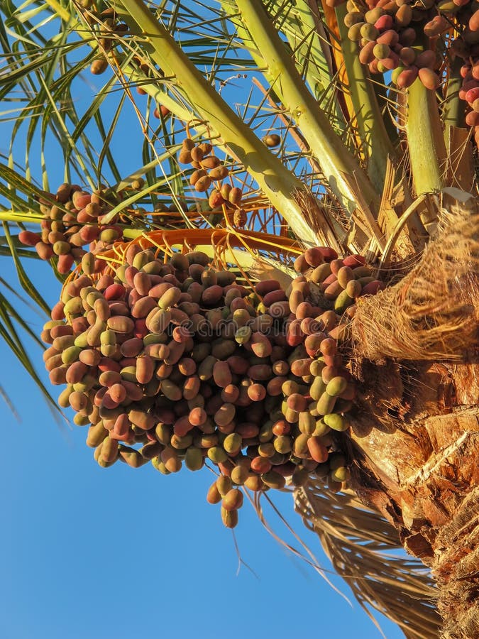Palm Tree with Dates stock image. Image of leaf, healthy - 56971471