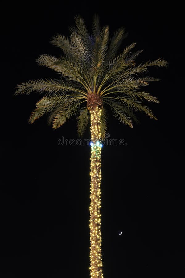 Palm Tree Decorated for Christmas Stock Photo - Image of tropical, tree ...