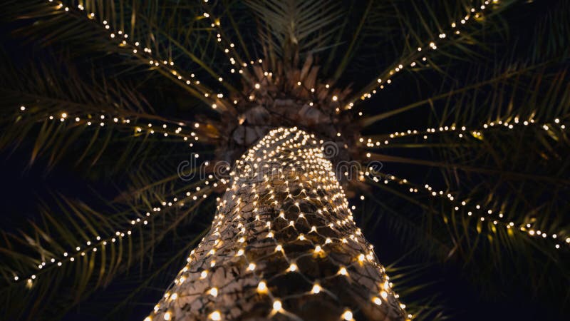 Palm Tree Decorated with Light in during Ramadan Stock Photo - Image of ...