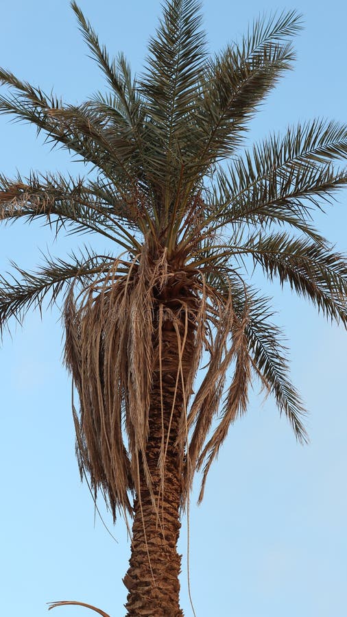 Palm Tree in the Desert of Algeria and Blue Sky Stock Image - Image of ...