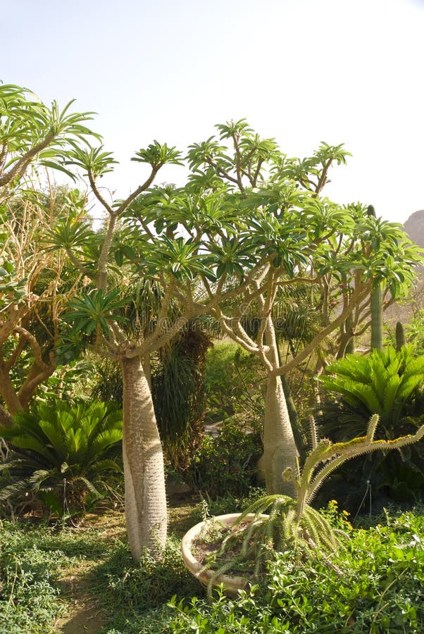 Palm Tree in the Desert with Sand Dunes Stock Image - Image of beauty ...