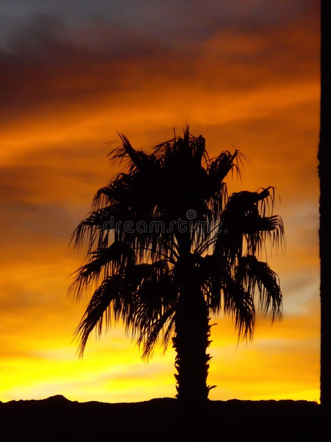 Palm tree on desert sunset stock photo. Image of orange - 31213244